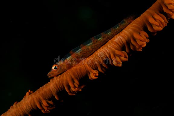 Whip goby stock image. Image of camouflage, camouflaged - 2409465