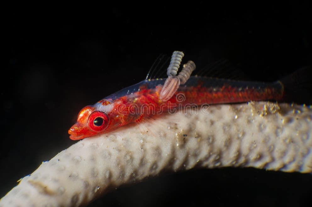 Whip Goby stock image. Image of underwater, insect, flash - 123549623