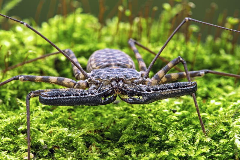 Whiptail Scorpion Spider