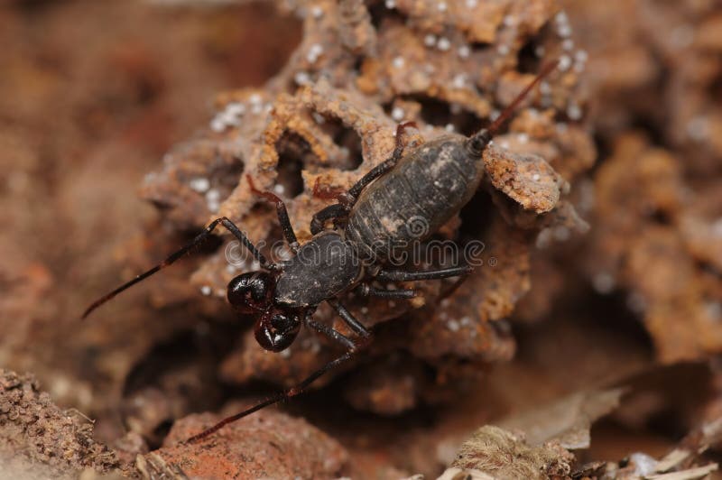 Whip scorpion stock photo. Image of predator, insect - 248823308