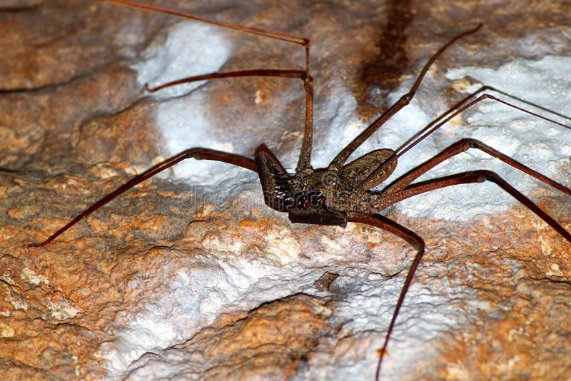 Whip Scorpion Puerto Rico photo stock. Image of réservation - 58729780