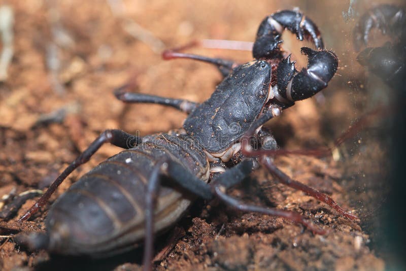 Whip scorpion stock photo. Image of nature, uropygi - 104627628