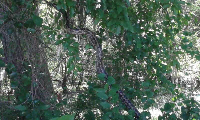 Nicole Pitre (Niquep) - Photographer profile