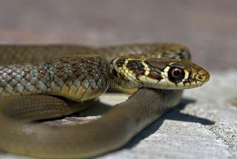 Whip Snake Verde Joven De Italia Foto de archivo - Imagen de fauna ...