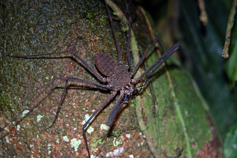 Whip spider stock image. Image of tailless, scary, spider - 46965133