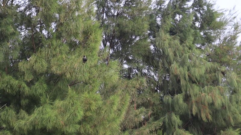 Whip Twigs Swaying in the Wind and Trees Swaying in the Wind Stock ...