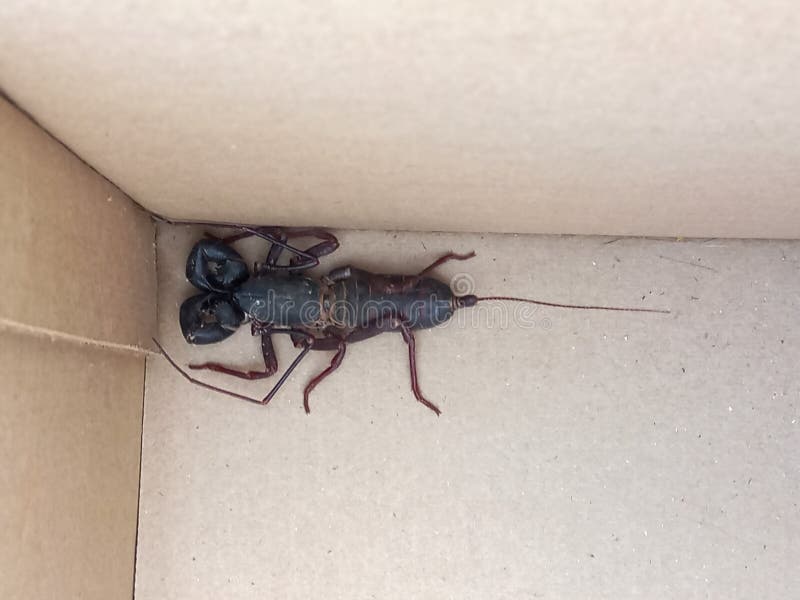 Whip Vinegar Scorpion Inside Cardboard Box Stock Photo - Image of ...