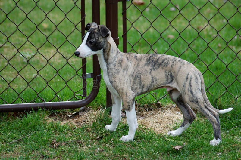 Whippet stock photo. Image of greyhound, fast, grass, sleek - 1353778
