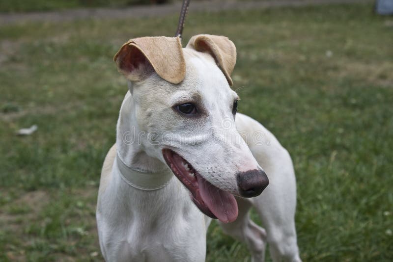 Whippet stock image. Image of show, hunter, face, breed - 24417063