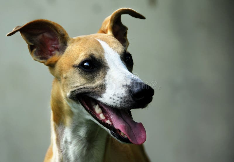 722 Whippet Head Stock Photos - Free & Royalty-Free Stock Photos from ...