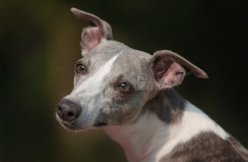 Whippet stock image. Image of headshot, ears, portrait - 6065701