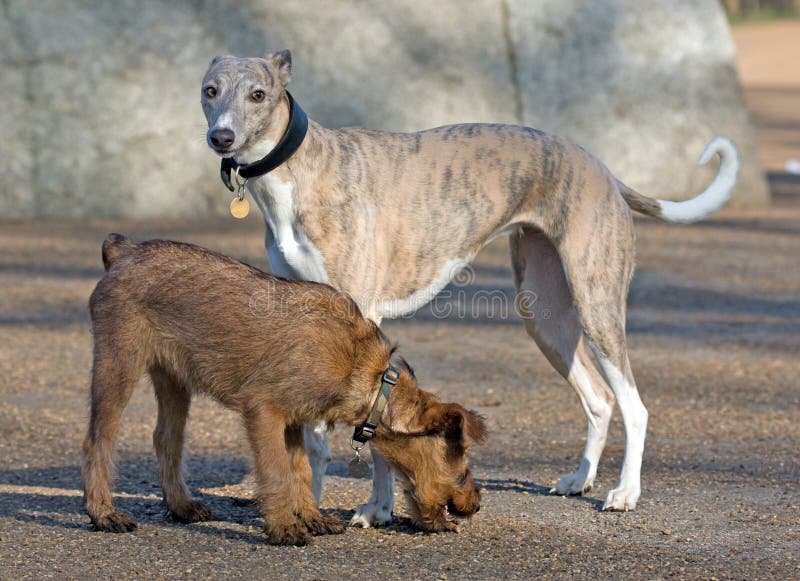 Whippet stock image. Image of pets, exercise, animal, beautiful - 8396803