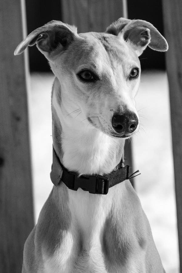 Whippet stock photo. Image of adorable, breed, whippet - 51861536
