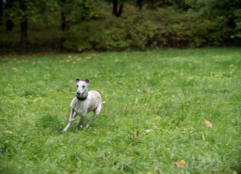 Whippet Breed Dog Running on the Grass. Stock Photo - Image of public ...