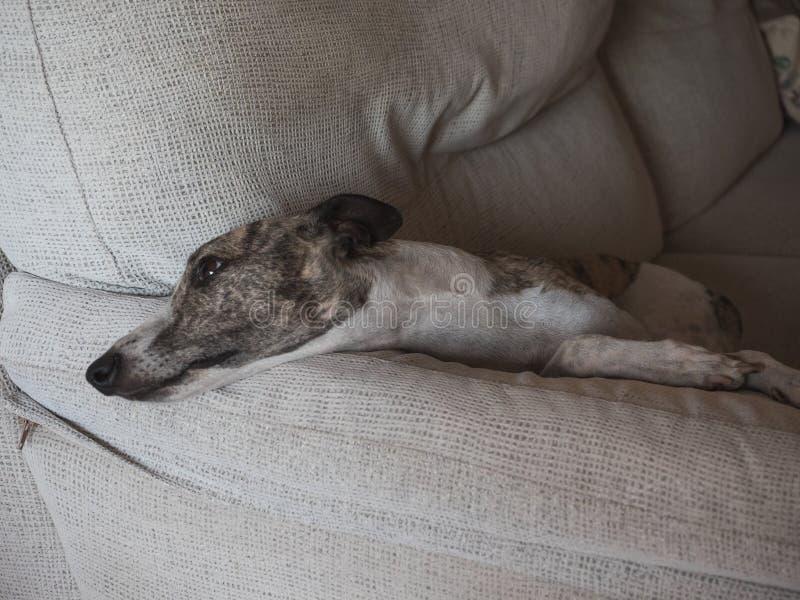 Whippet Brindle and White Purebreed Dog Resting Stock Image - Image of ...