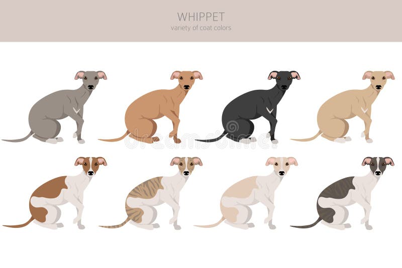 Whippet Clipart. Different Poses, Coat Colors Set Stock Vector ...