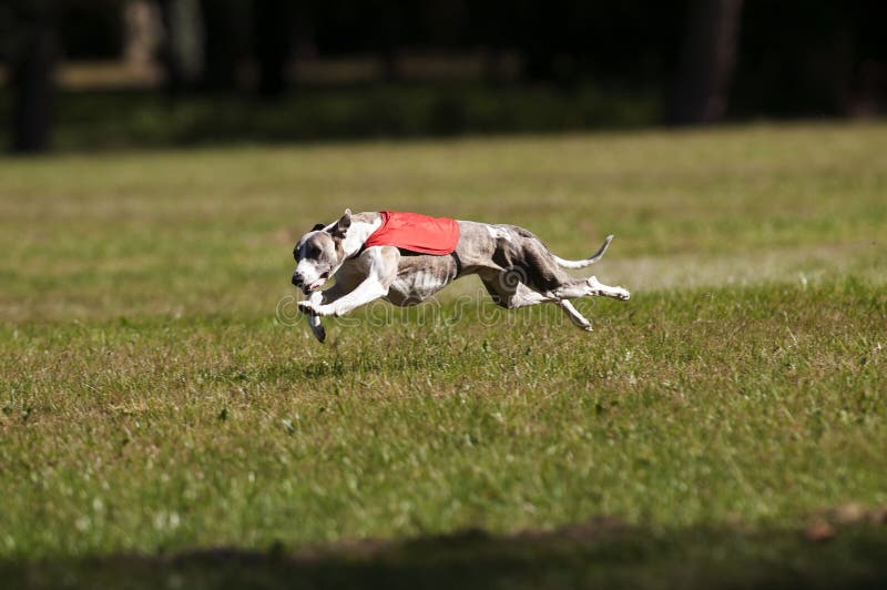 Whippet coursing stock image. Image of sport, animal - 21124607