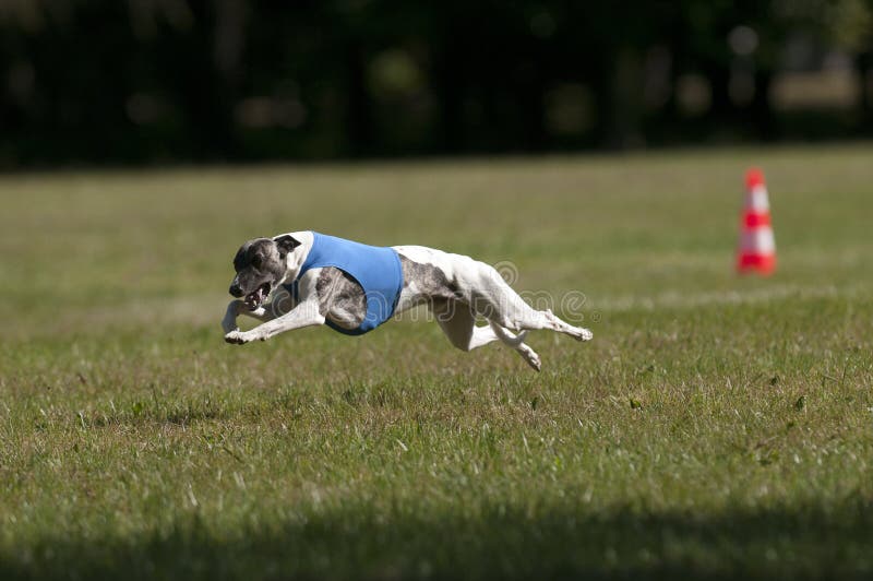 Whippet coursing stock image. Image of mammal, competition - 21124617