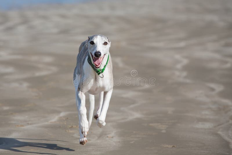 Mooie Getijgerde En Witte Whippet Stock Afbeelding - Image of hond ...