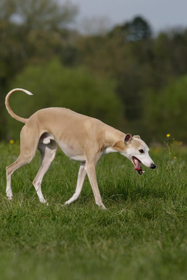 Whippet dog stock photo. Image of attentive, ears, head - 14748964