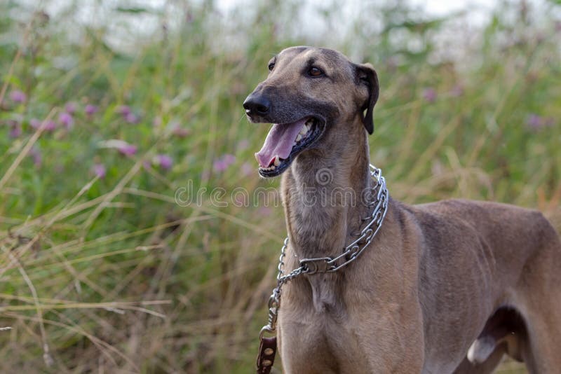 Whippet dog stock image. Image of summer, grass, field - 25986875