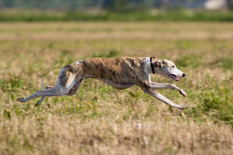 Whippet dog stock image. Image of summer, grass, field - 25986875