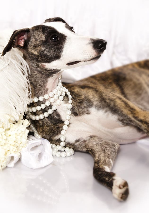 Whippet dog stock photo. Image of canine, cute, length - 26000044