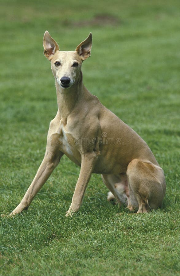 Whippet Dog, Adult Sitting on Grass Stock Image - Image of canine ...