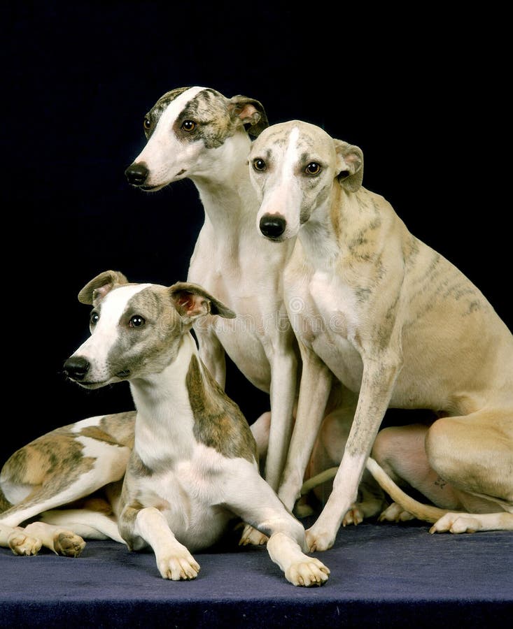 WHIPPET DOG, ADULT SITTING on GRASS Stock Image - Image of canine ...