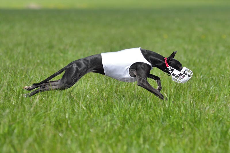 Whippet Dog in Lure Coursing Competition Stock Image - Image of energy ...