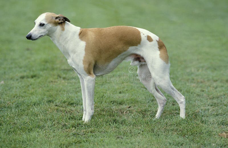 Male Whippet Dog Standing on Lawn Stock Photo - Image of outdoors, male ...
