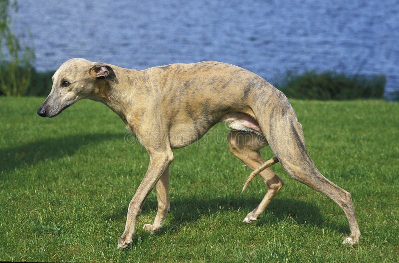 265 Whippet Standing Outdoors Stock Photos - Free & Royalty-Free Stock ...