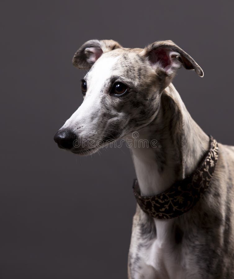 Whippet dog stock photo. Image of lovely, behold, brown - 14749014