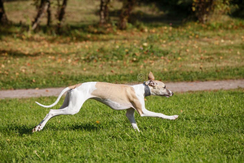 Whippet dog run in field stock photo. Image of coat, doggy - 42376794