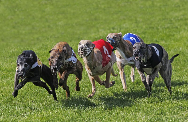 Whippet Dogs Running, Racing at Track Stock Photo - Image of canine ...