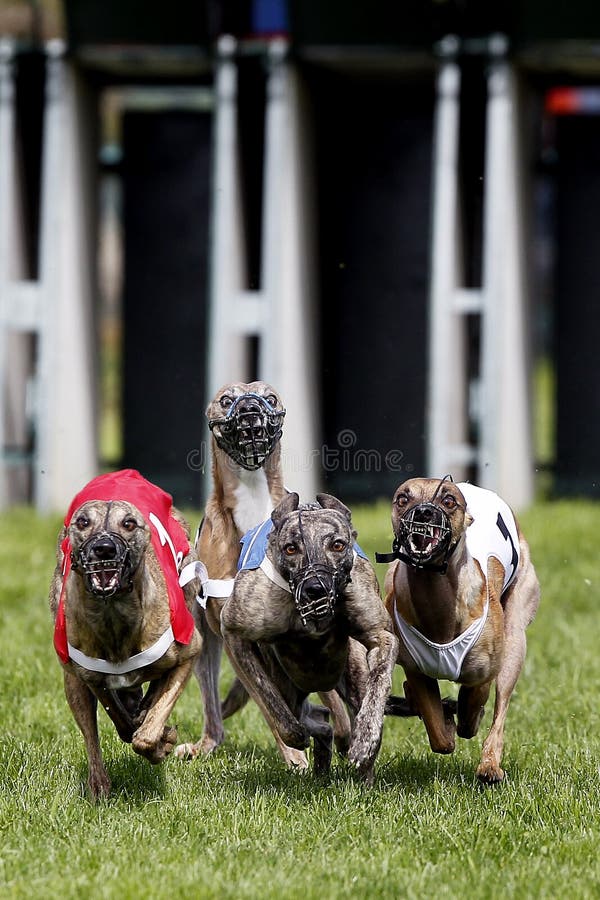 Whippet Dogs Running, Racing at Track, Normandy Stock Image - Image of ...