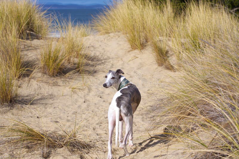 Whippet in dunes stock image. Image of view, ocean, tasmania - 17103247