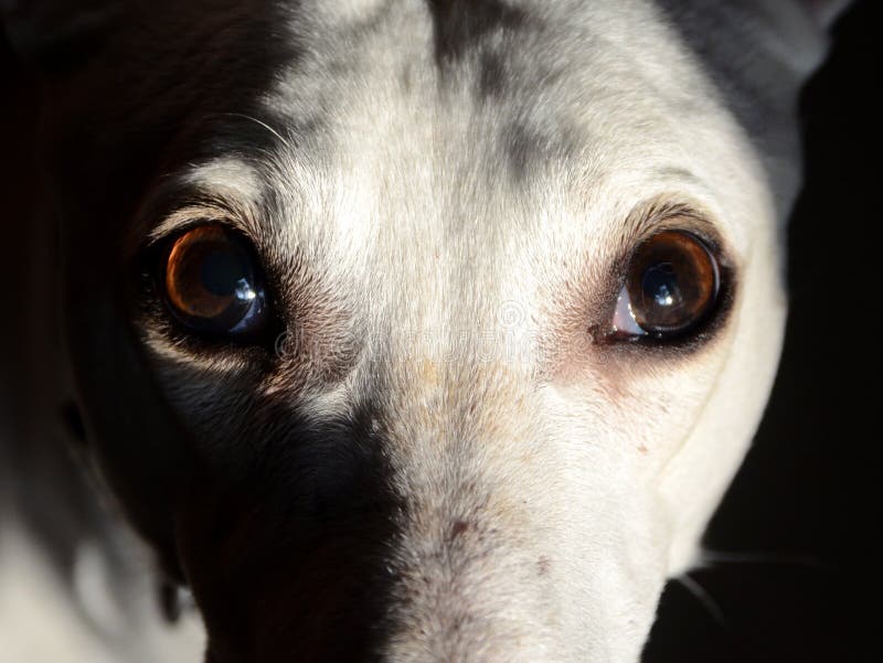 Whippet Eyes stock image. Image of white, eyes, sectorm - 94057413