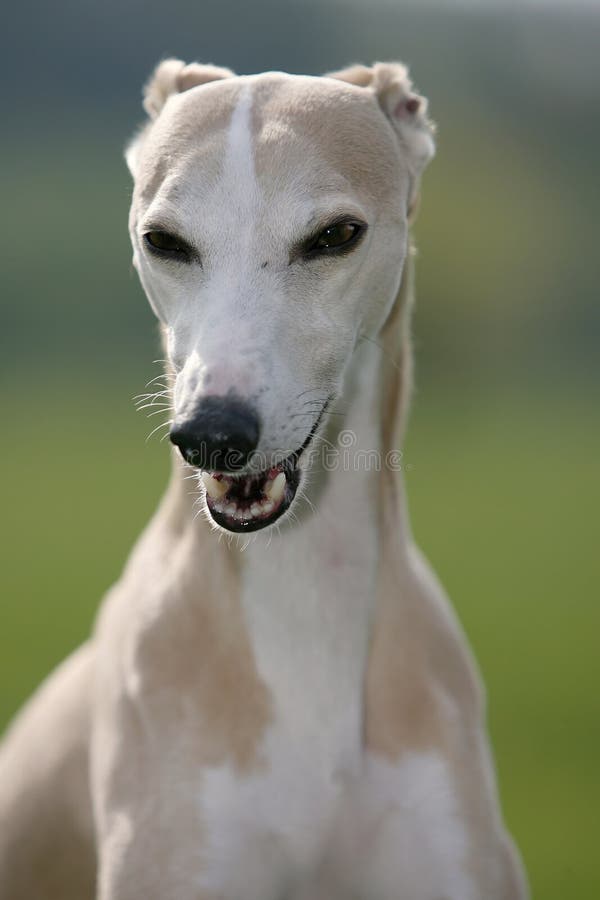 Whippet Hund stockfoto. Bild von glücklich, kopf, windhund - 14749014