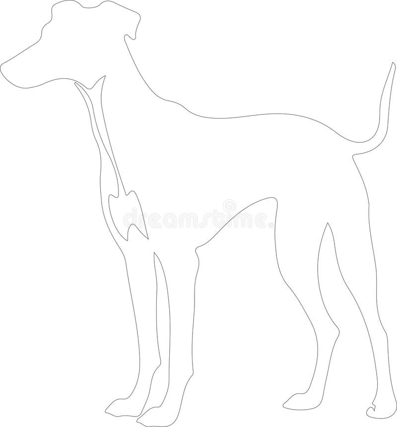 Whippet Outline Stock Illustrations – 119 Whippet Outline Stock Illustrations, Vectors & Clipart ...