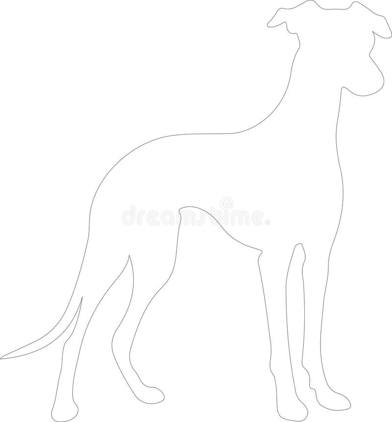 Whippet Stock Illustrations – 1,296 Whippet Stock Illustrations ...