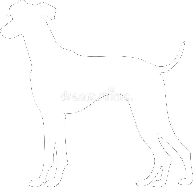Whippet Silhouette Stock Illustrations – 325 Whippet Silhouette Stock ...