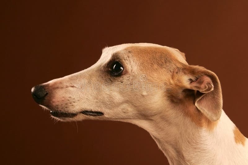 Whippet Portrait stock image. Image of cute, bred, breed - 11530913