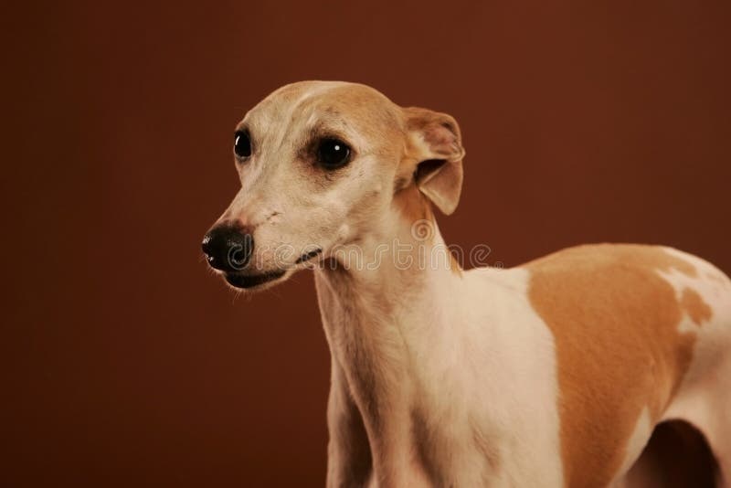 Whippet Portrait stock image. Image of domestic, canines - 18798095