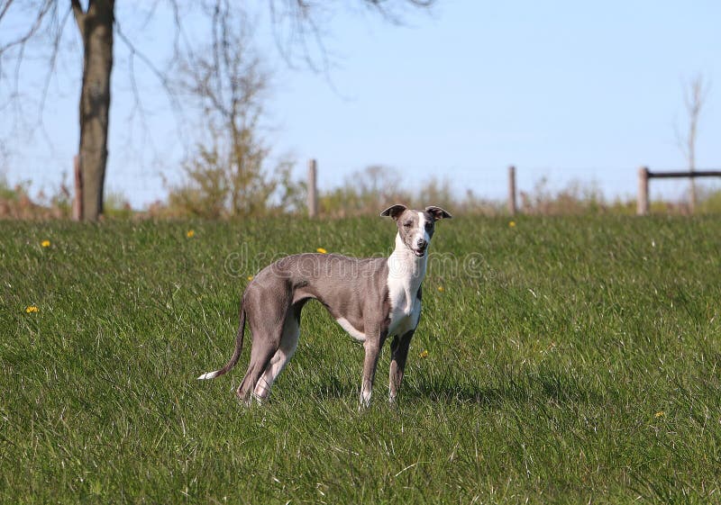 Beautiful Whippet is Standing in the Park Stock Image - Image of mammal ...