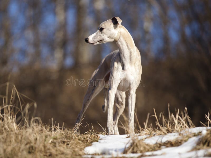 Whippet Dog Portrait on a White Background Stock Image - Image of brown ...