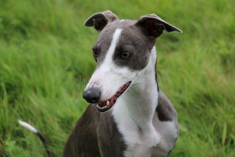 Whippet Portrait in the Park Stock Image - Image of looking, grafitti ...