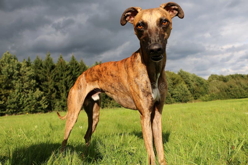 Whippet Dog Portrait on a White Background Stock Image - Image of brown ...