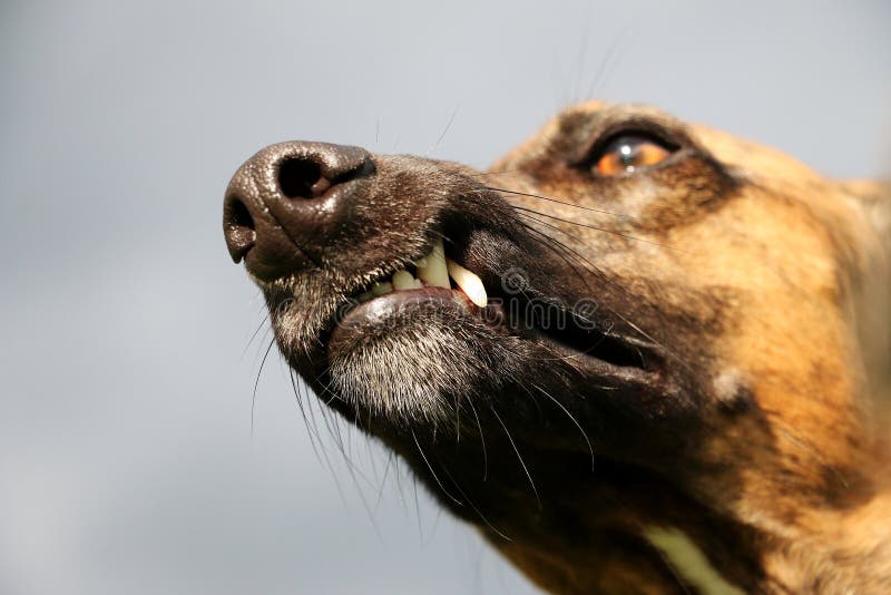 Whippet Tooth Stock Photos - Free & Royalty-Free Stock Photos from ...