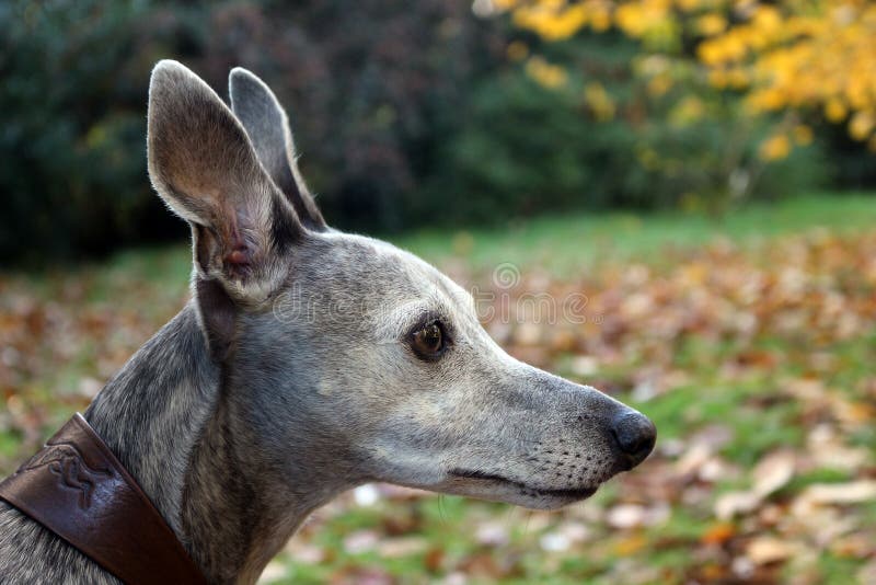 158 Whippet Profile Stock Photos - Free & Royalty-Free Stock Photos ...